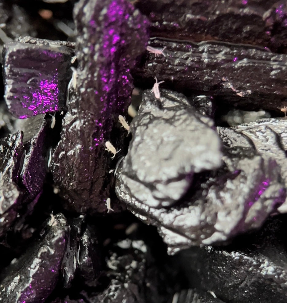 Folsomia candida "White" springtails – Bioactive Avenue